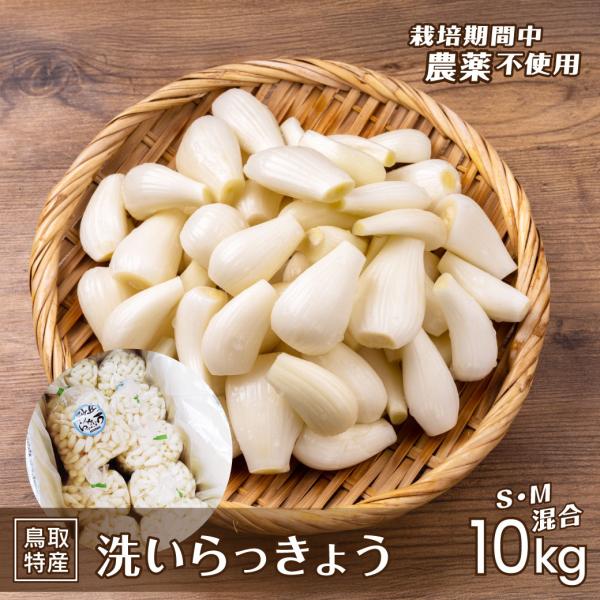 ■商品説明こちらの商品は予約商品です。5月下旬から収穫でき次第順次発送します。日本有数のらっきょうの産地・鳥取県北栄町から、栽培期間中農薬不使用で育てられた、色も白くて、少し小ぶりです。手間いらずでそのまま漬けられる"洗いらっきょう"は、砂...