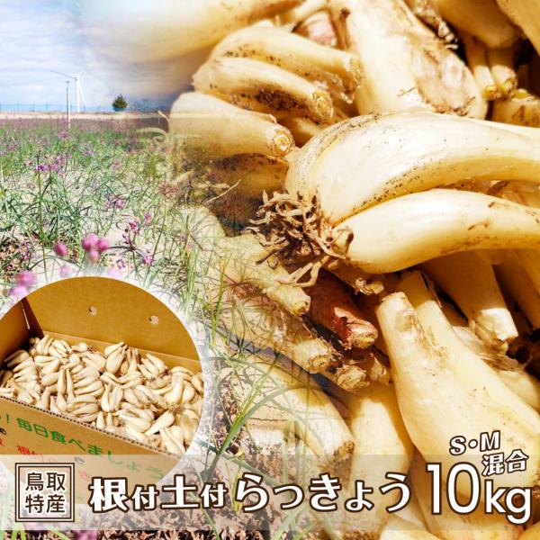 ■商品説明こちらの商品は予約商品です。5月下旬から収穫でき次第順次発送します。日本有数のらっきょうの産地・鳥取県北栄町から、鮮度抜群の掘りたて土付き根付きのらっきょうをお届けします。砂丘地帯の豊富な土壌で育ったらっきょうは、シャキシャキとし...