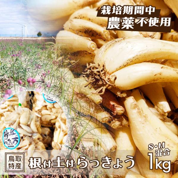 ■商品説明こちらの商品は予約商品です。5月下旬から収穫でき次第順次発送します。日本有数のらっきょうの産地・鳥取県北栄町から、栽培期間中農薬不使用で育てられた、色も白くて、少し小ぶりです。砂丘地帯の豊富な土壌で育ったらっきょうは、シャキシャキ...