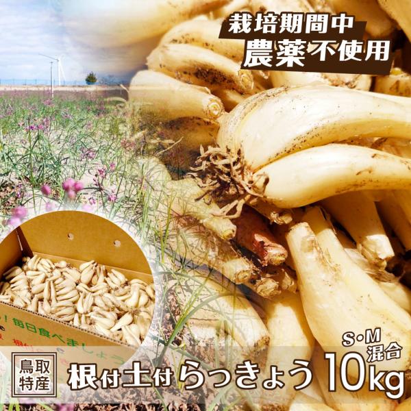 ■商品説明こちらの商品は予約商品です。5月下旬から収穫でき次第順次発送します。日本有数のらっきょうの産地・鳥取県北栄町から、栽培期間中農薬不使用で育てられた、色も白くて、少し小ぶりです。砂丘地帯の豊富な土壌で育ったらっきょうは、シャキシャキ...