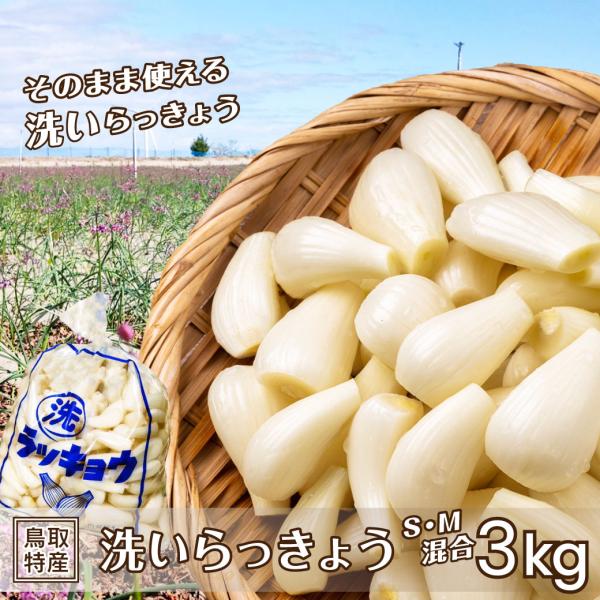 ■商品説明こちらの商品は予約商品です。5月下旬から収穫でき次第順次発送します。日本有数のらっきょうの産地・鳥取県北栄町から、手間いらずでそのまま漬けられる"洗いらっきょう"をお届けします。砂丘地帯の豊富な土壌で育ったらっきょうは、シャキシャ...