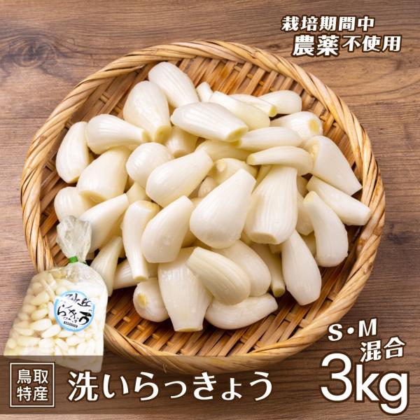 ■商品説明こちらの商品は予約商品です。5月下旬から収穫でき次第順次発送します。日本有数のらっきょうの産地・鳥取県北栄町から、栽培期間中農薬不使用で育てられた、色も白くて、少し小ぶりです。手間いらずでそのまま漬けられる"洗いらっきょう"は、砂...