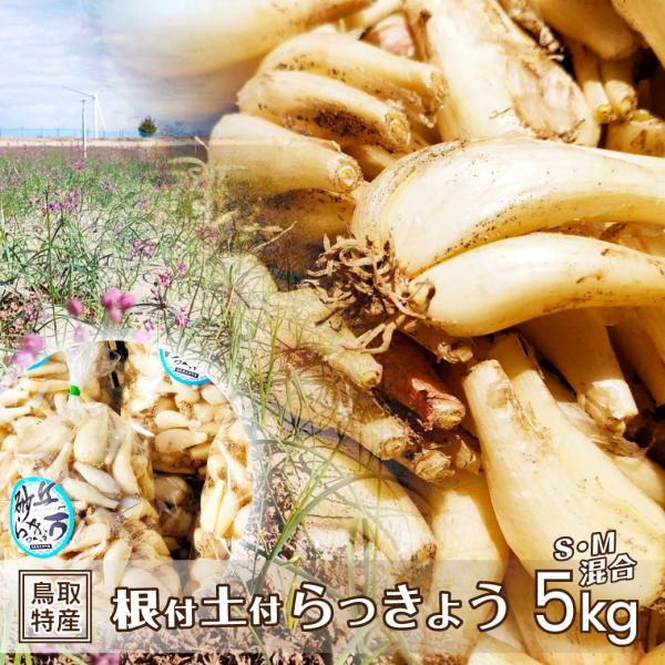 ■商品説明こちらの商品は予約商品です。5月下旬から収穫でき次第順次発送します。日本有数のらっきょうの産地・鳥取県北栄町から、鮮度抜群の掘りたて土付き根付きのらっきょうをお届けします。砂丘地帯の豊富な土壌で育ったらっきょうは、シャキシャキとし...