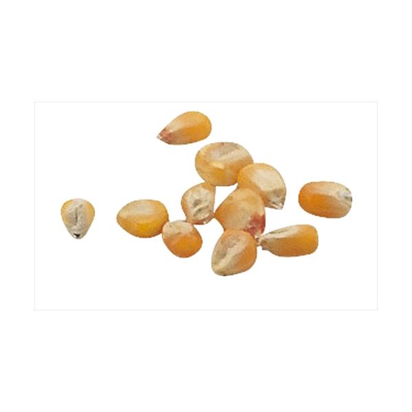 「教材・教育」ジャンルのものは、商品によっては、袋や箱などで包装されていなかったり、商品タグの無い状態で入荷するものがございます。その際は、当店で用意した個包装の袋などに入れて発送させて頂きます。また、サイズの大きい商品など袋に入らないもの...