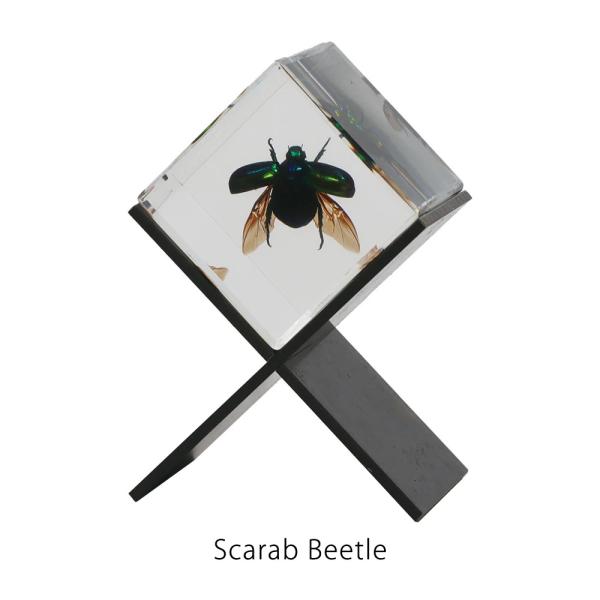 立体的に眺めることができる浮かんでいるように昆虫を標本化したキューブ。強く、美しく、逞しい、あらゆる姿を魅せる昆虫たちを普段は見ることのできない角度から観測することができます。一辺約4.8cmのキューブの昆虫標本にアイアンのスタンドも付いて...