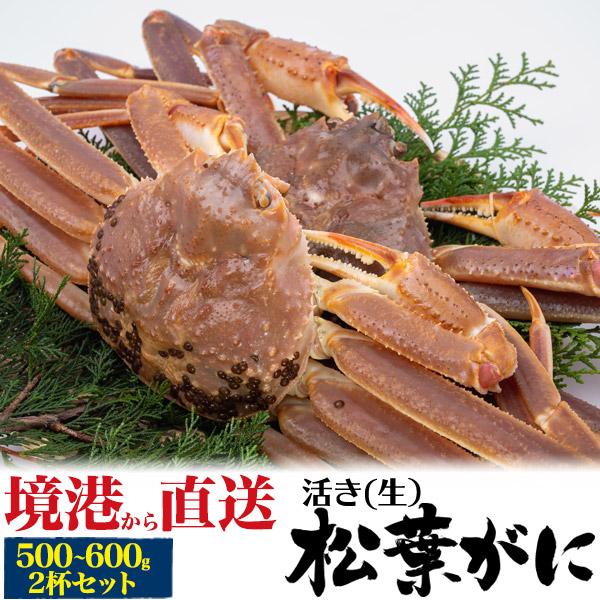 カニ水揚げ量日本一の境港から直送！活き(生)松葉ガニ 500g〜600g 2杯セット 生きたマツバガニ（ずわいがに）を、カニ水揚げ量日本一の境港から直送！全国的にも有名な山陰産の松葉ガニ。外国産とは違う、ブランド松葉ガニの豊かな味わいをご堪...