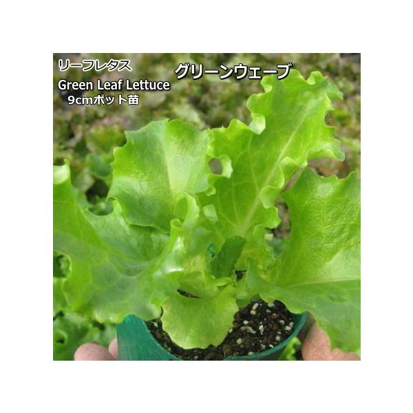 −特性− 草勢旺盛！　葉数が多く　ボリュームたっぷりな作りやすいリーフレタスです。 葉っぱは、肉厚でやわらかく食味が良い♪−栽培方法− 窒素少な目の元肥主体で初期の成育を促しましょう。 酸性土を嫌うので、定植の2週間前に苦土石灰（1平米に1...