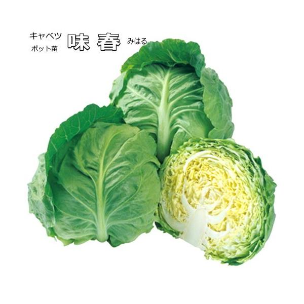 生育旺盛な極早生種の春キャベツです。春一番の早どりとしては、裂球が比較的遅いので収穫期に幅があります。ジューシーでやわらかく、食味がよい♪施肥は、春作では元肥主体で初期から生育を旺盛に促します。