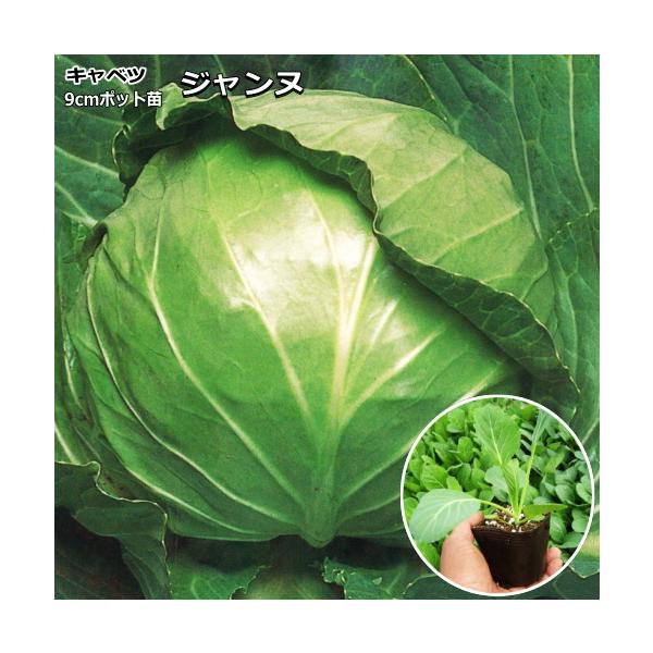 −特徴− 植え付け後50日程（栽培環境条件でことなります）で収穫できる早生丸玉種のキャベツです。 −栽培方法− 排水の良い畑に、元肥主体で初期生育を促進させます。1平米当たり、苦土石灰2握り、完熟堆肥1.5kg、化成肥料2握り程を土とまぜ耕...