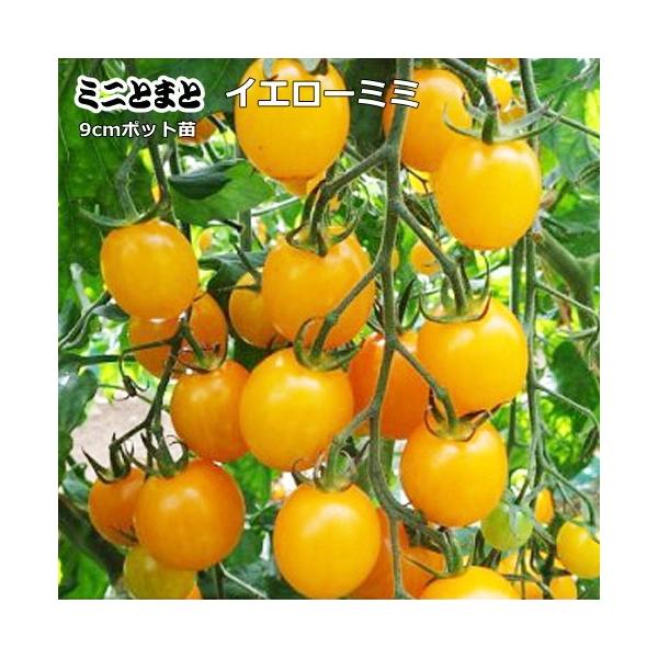 フルーツ感覚の甘さ！　明るいイエローカラー！裂果が少なく家庭菜園でも育てやすいミニトマト。　平均果重15g位、球形、モザイクウィルス、萎凋病に耐病性がある極早生種です。畝幅1m、株間40〜50cmが目安。整枝は主枝1本仕立てがおすすめ。4段...