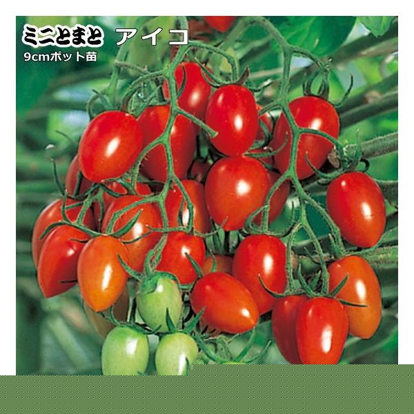 誰もが食べて納得！　凝縮された甘味と旨味 実付きが良く、肉厚のプラム形ミニトマト。初めてでも安心して育てられるミニトマトの定番品種です。 果重18〜25g、高糖度。房ごとに鈴なりの実を付け、下からどんど熟して、収穫が追い付かないほど♪たくさ...