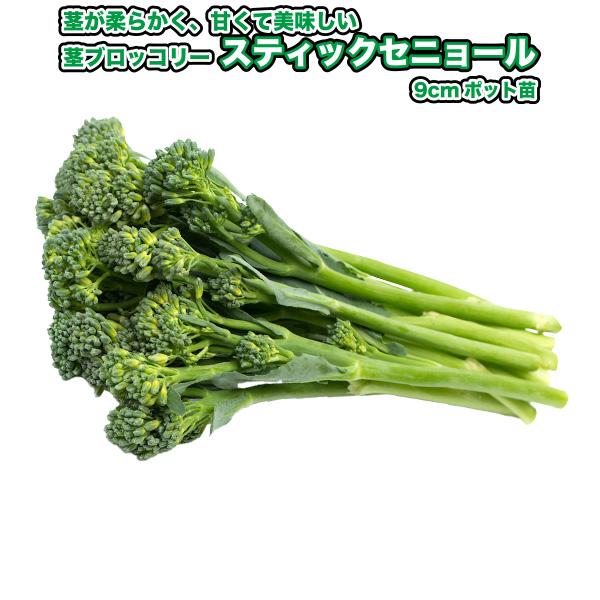 −特徴− 側枝花蕾が、次々と発生して収穫が楽しめるので家庭菜園におすすめ♪定植後60日ほどで頂花蕾を収穫すると、側枝花蕾が次々と伸びて、長期間収穫できます。花蕾も茎もやわらかく、甘みも強いのでブロッコリーが苦手の方でも、美味しくいただけます...