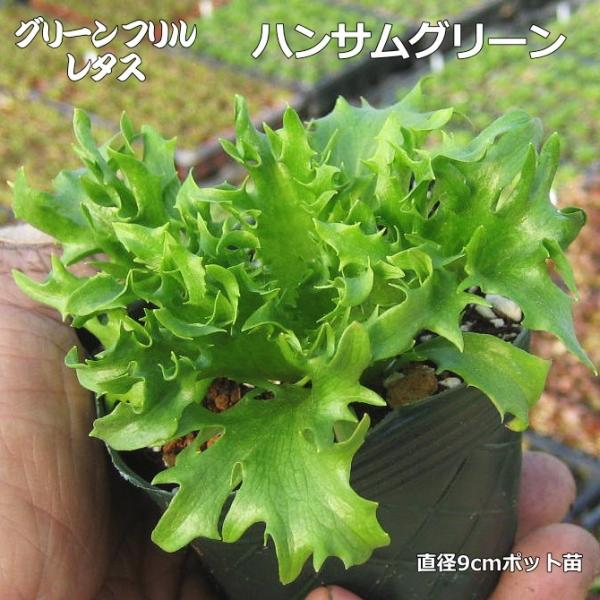 品名　リーフレタス・ハンサムグリーンサイズ　9cmポット肉厚でフリルのような葉のリーフレタス。病気に強く、水耕栽培にも向きます。窒素少なめの元肥主体で初期成育を促します。通常のリーフレタスに比べ生育が遅いので生育に合わせて少しずつ肥料を与え...