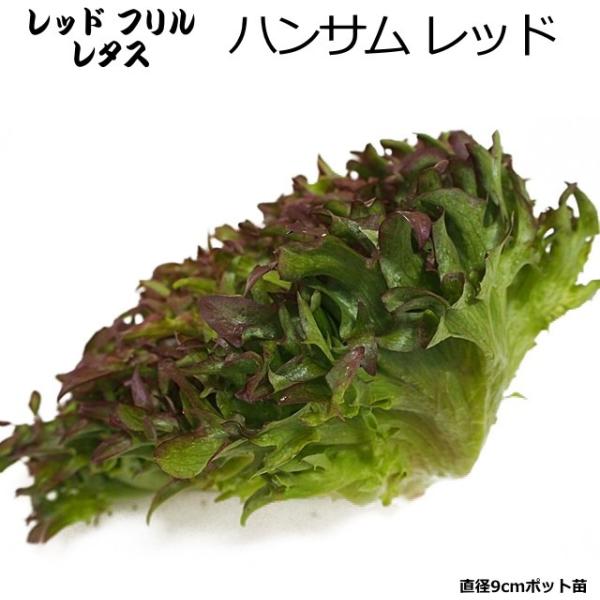 品名　リーフレタス・ハンサムレッドサイズ　9cmポット肉厚でフリルのような葉のリーフレタス。病気に強く、水耕栽培にも向きます。窒素少なめの元肥主体で初期成育を促します。通常のリーフレタスに比べ生育が遅いので生育に合わせて少しずつ肥料を与えて...