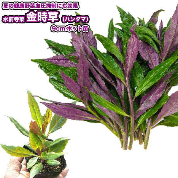 【金時草（水前寺菜）】 9cmポット苗 −特徴−葉の裏面がきれいな赤紫色、のこぎり状の葉で、大株になります。必要なだけ摘み摂ってお浸しや炒め物などに利用します。暖かく凍らない地方では越冬でき、一年中収穫でき重宝します。−栽培ポイント−家庭菜...
