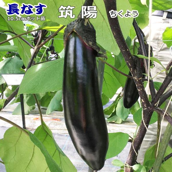 太長ナス 【 筑陽 ちくよう 】草勢旺盛で栽培後半までスタミナ持続！　多収で作りやすい！肉質は従来の長ナスよりもやや緻密で、煮炊きのほか漬物用にも最適。1番果収穫のころから追肥を行い、以後は草勢を見ながら施用する。