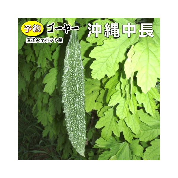 ゴーヤー 【 沖縄中長 】 にがうり　9cmポット苗沖縄を代表するニガウリで、人気の高い品種。耐暑性が強く、沖縄の夏野菜の最上位にあります。熱を加えてもこわれにくいビタミンＣが特に豊富です。さわやかな苦味も好評。果長は２０〜２５ｃｍが目安。...