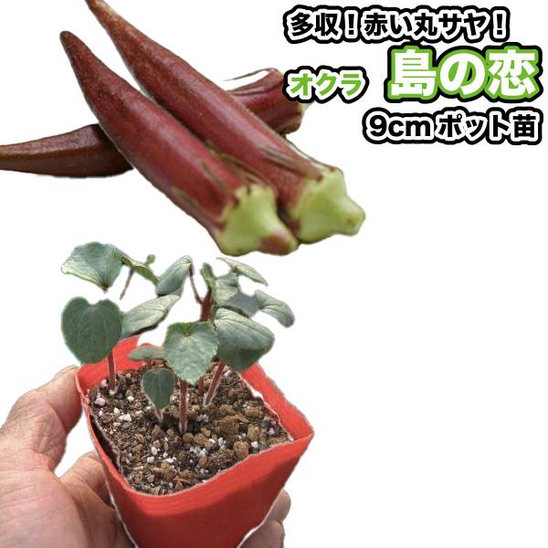 オクラ 【 島の恋 】　9cmポット苗多収！　赤い丸サヤのオクラ！生育初期から収量が多く、大サヤになっても軟らかくスジが入りにくい。茹でると普通の緑色に戻りますが、生のまま食べられるため、サラダなどの色どりにも使えます。オクラは直根性で移植...