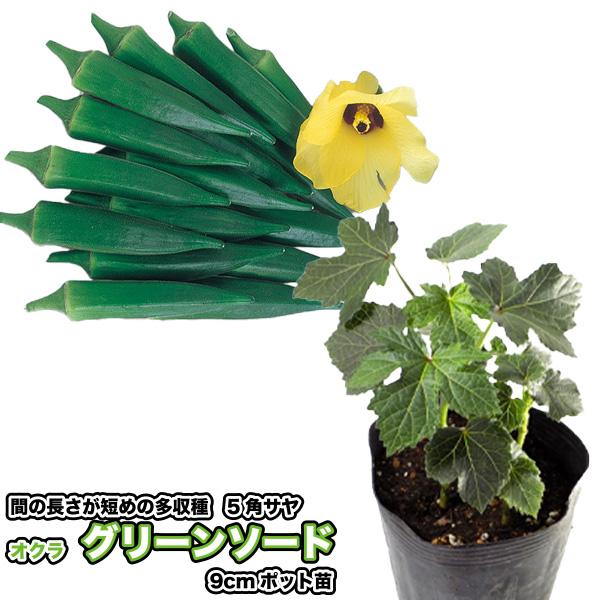 やわらか　もっちり　サラダ5角オクラ莢色は濃緑で、稜角がはっきりした五角莢種。色ツヤがよく、肉質もやわらかくて食味にすぐれる。耐暑・耐寒性があり、草丈と節間の長さが短めで多収。収穫が2〜3日遅れても、やわらかい。オクラは直根性で移植適応性が...