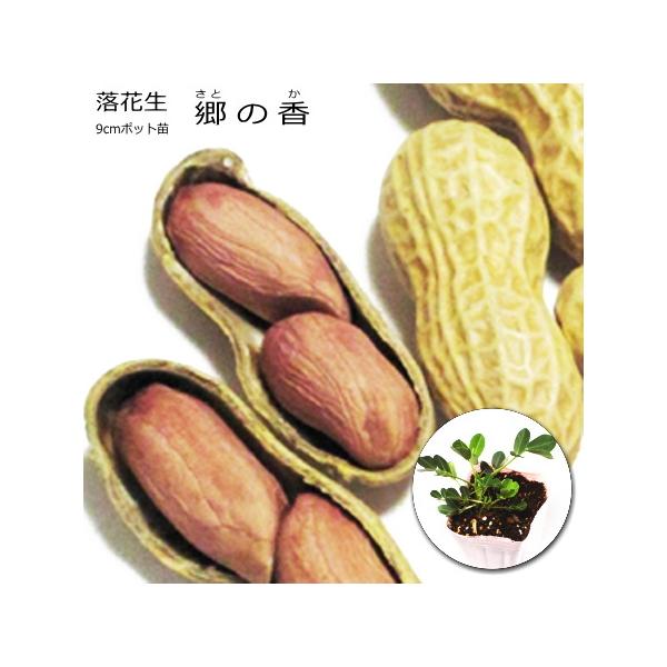 落花生 【 郷の香 さとのか 】　 ポット苗　種皮が薄く　茹で落花生に向く極早生種♪開花期から７０〜７５日で収穫適期となる極早生種で、莢の大きさは中位。種皮がうすく茹で落花生に向いています。肥料には落花生用（窒素成分が少なくなっています）を...