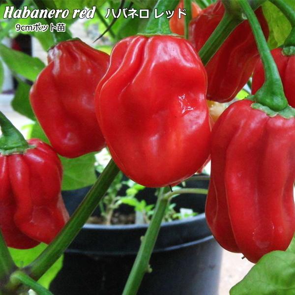 辛とうがらし【 Habanero Red ハバネロレッド 】 ポット苗　超激辛恐ろしい辛さタバスコの１０倍ほど！ 実や種を触った手で目や口をこすらないで下さい！衝撃的な辛さとフルーティな香りが特徴の激辛とうがらしです。ピクルス等の辛み付け、...