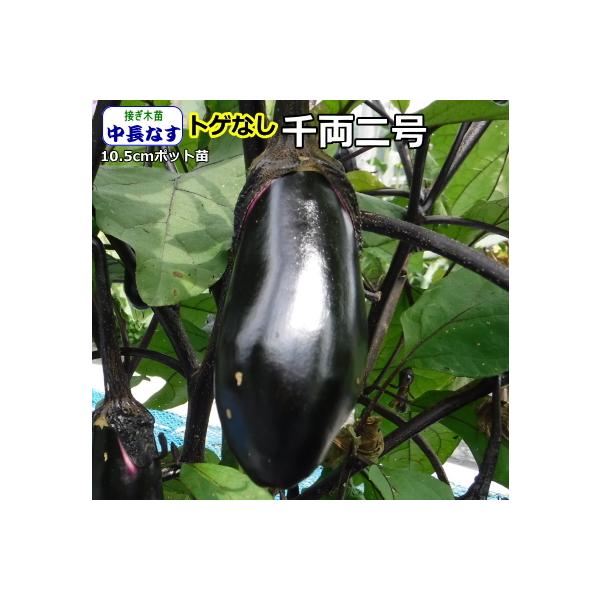 【農林水産省 登録品種（登録名：とげなし湖南1号）】接ぎ木　なす 【 とげなし 千両二号 】　10.5cmポット苗トゲが無いのが本当に嬉しい！果実のヘタや茎葉などにトゲがない長卵形品種。トゲがないので、安心して収穫・調理ができます。特にヘタ...