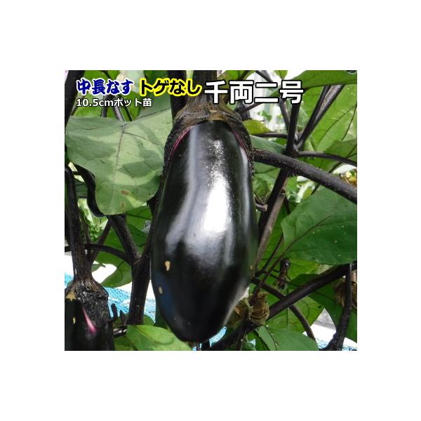 【農林水産省 登録品種（登録名：とげなし湖南1号）】なす 【 とげなし 千両二号 】　ポット植え実生苗トゲが無いのが本当に嬉しい！果実のヘタや茎葉などにトゲがない長卵形品種。トゲがないので、安心して収穫・調理ができます。特にヘタのトゲは手に...