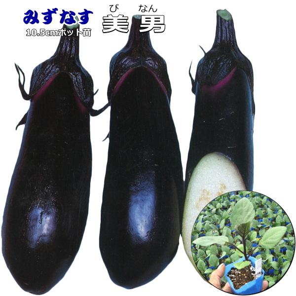 みずなす 【 美男 】　10.5cmポット実生苗生でも美味しい！　サラダみずなす！みず茄子特有のみずみずしさと柔らかさを持ち、浅漬け用、生食用に好適です。みず茄子の中では着果数が多く、露地長期栽培に適しています。追肥は1番果収穫のころから行...