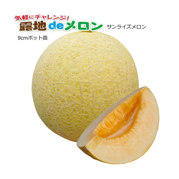 露地deメロン 【 サンライズ 】 ポット苗　露地栽培ＯＫ 気軽に家庭菜園でチャレンジ！　栽培容易な地這い栽培用のネットメロンです。果肉：サーモン色でメルティング質、果重：800g〜1kg程度。熟期は45日型で、果皮が黄化してきたら収穫期の...