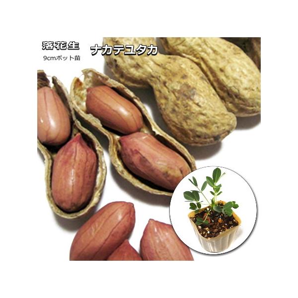 落花生 【 ナカテユタカ 】　 ポット苗　収量性が高く あっさりとした甘味 茹で落花生に♪開花後80日前後で収穫できる中生種。収量性が高く、あっさりとした甘味があり、茹で落花生に適しています。肥料には落花生用（窒素成分が少なくなっています）...