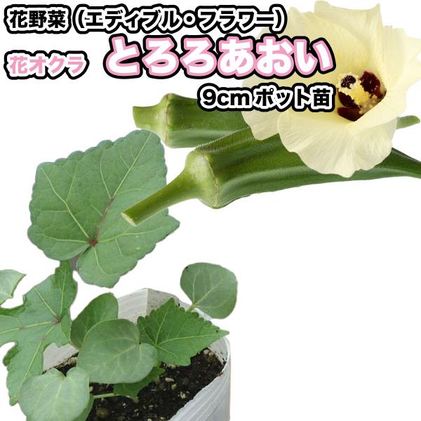 花オクラ 【 とろろあおい 】 花野菜（エディブル・フラワー）　9cmポット苗花弁を生のままサラダにしたり、天婦羅、湯がいて三杯酢などで酢の物として食される。特有のぬめりがあり美味ですが、一日花であるため市場にはほとんど流通しない。花にはフ...