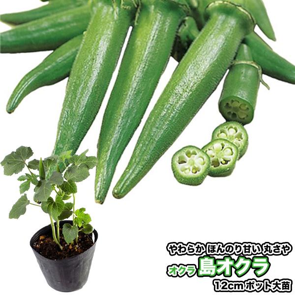 やわらかく、味もほんのりと甘みがある丸オクラ小葉で節間がつまり密植栽培も可能。角オクラと比べ、やわらかいので食味は良く、少し獲り遅れても固くならず、スジが入りにくい。オクラは直根性で移植適応性が低い作物なので、なるべく根を切らないよう（ポッ...