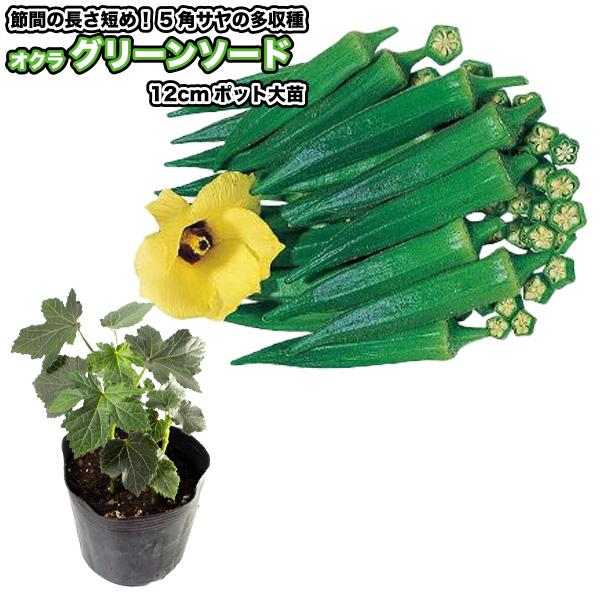 オクラ 【 グリーンソード 】　　12cmポットに植え替え、大苗に育っていますので早い時期から収穫できます。莢の稜角がはっきりした五角莢オクラ色ツヤがよく、肉質もやわらかくて食味にすぐれる。耐暑・耐寒性があり、草丈と節間の長さが短めで多収種...