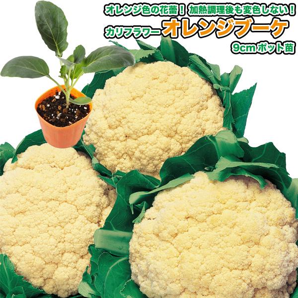 花蕾がオレンジ色のカリフラワー。断面は淡黄色。加熱調理後も変色なく食味がよい。生育は旺盛で作りやすい中早生種。花蕾は尻づまりのよいドーム形。茎外葉は一般カリフラワーと同様だが、結束すると着色を悪くするので不要。 定植直後は、速やかに活着させ...