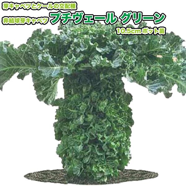 非結球芽キャベツ 【プチベール】 グリーン 10.5cmポット苗−　特徴「丸からない芽キャベツ♪」−プチヴェール（プチベール）は芽キャベツとケールの交配種で、芽キャベツはわき芽が結球するが、プチヴェールは結球せずにバラのような形に広がり太く...