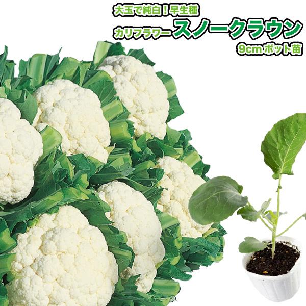 −特徴−定植後70日程度で収穫ができる早生種。生育旺盛で栽培しやすく、花蕾は純白の大玉で緻密にしまり、肉厚！−栽培方法- 株間は40〜45cmと広くとり、密植を避けます。出蕾までに十分大きな株に作り上げるのがポイントで、施肥は元肥2/3、追...