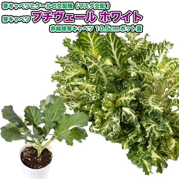 −　「丸からない芽キャベツ♪」−プチヴェール（プチベール）は芽キャベツとケールの交配種で、芽キャベツはわき芽が結球するが、プチヴェールは結球せずにバラのような形に広がり太く伸びた茎にわき芽が50個程度付きます。また、わき芽以外に、外葉もケー...