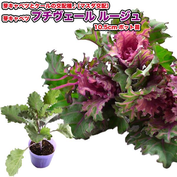 −　「丸からない芽キャベツ♪」−プチヴェール（プチベール）は芽キャベツとケールの交配種で、芽キャベツはわき芽が結球するが、プチヴェールは結球せずにバラのような形に広がり太く伸びた茎にわき芽が50個程度付きます。また、わき芽以外に、外葉もケー...