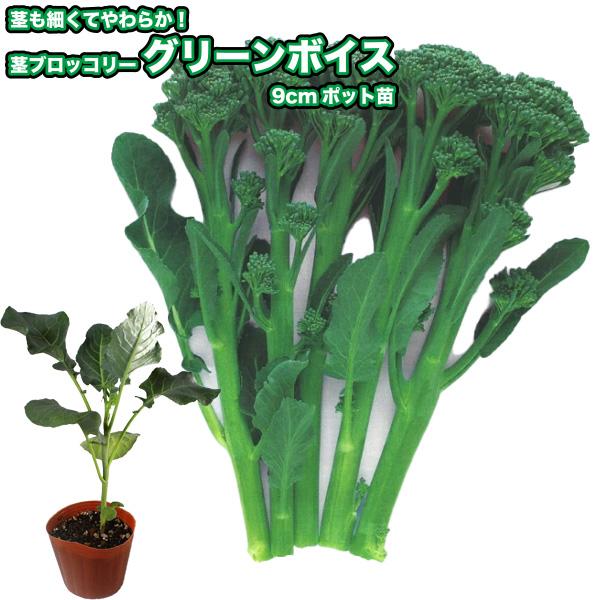茎ブロッコリー 【 グリーンボイス 】　9cmポット苗−特徴−側枝花蕾が、次々と発生して収穫が楽しめるので家庭菜園におすすめ♪定植後60日ほどで頂花蕾を収穫すると、側枝花蕾が次々と伸びて、長期間収穫できます。花蕾も茎もやわらかく、甘みも強い...
