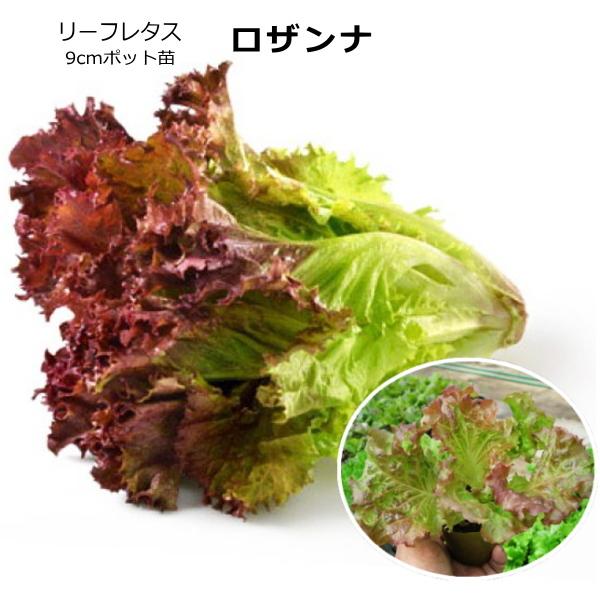 −特徴− 色鮮やかで葉数が多く、株の張りがよいサニーレタス。作りやすい早生種。 −栽培方法−株間　30〜45cm程に定植します。 酸性土を嫌うので、あらかじめ苦土石灰を散布し、よく耕しておきます。窒素少な目の元肥主体で初期成育を促しましょう...