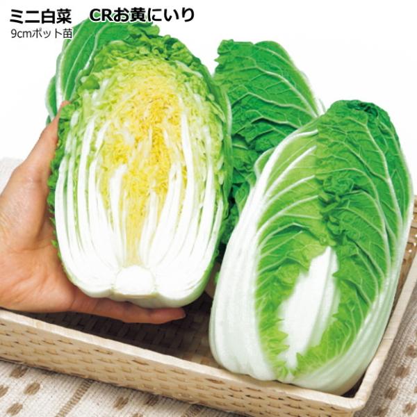 ハクサイ 【 お黄にり 】　9cmポット苗　食べ切りサイズのミニ白菜−特徴−　コンパクトな食べきりサイズ♪べと病、根こぶ病に強い、食べきりサイズの極早生黄芯ミニハクサイ！移植栽培では定植後40日程度で収穫できる極早生種。球重600g〜１kg...