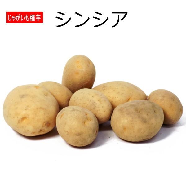 【農林水産省 登録品種（登録名：シンシア）】 -特徴 -フランス生まれの美味しい品種。芽が極めて浅く滑らかな皮肌,きめ細かい肉質で煮崩れしにくく肉じゃがに最適。長期保存に向く。 熟期:中生 サイズ:大 形状:楕円 休眠:長 作型:春 皮色:...