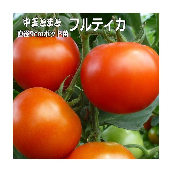 【農林水産省 登録品種（登録名：タキイミディ195）】 高糖度の中玉トマト。 糖度7〜8度、果重40〜50g、同じくらいの果重になる品種の中で糖度は最高レベル。果肉は滑らかで弾力性があり、食感が良い。果皮は薄くて口に残りにくく、ゼリーの飛び...
