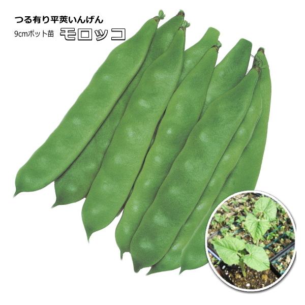 ツル有りインゲン 【 モロッコ つる有り 】 9cmポット　幅広の平莢　料理で冴える色と味覚　食味が格別♪ 　いつまでもスジが入らず、とり遅れた大莢でもやわらかくて味が落ちない。莢の色は鮮緑色で、加熱すると一層鮮やかなグリーンになる。長さ：...