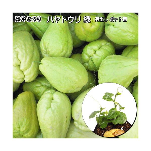 −特徴−ハヤトウリは上手に育てると、１株から１００個以上もの実を収穫できることもあるため、”センナリウリ”とも呼ばれています。アメリカ合衆国ルイジアナ州のクレオール料理やラテンアメリカ、カリブ海諸国の料理によく使われます。レシピは漬物からソ...