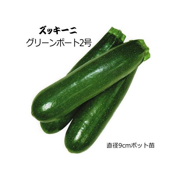 果実は鮮やかな極濃緑色の円筒形、長さ15〜20cmで収穫期です。黄色ズッキーニ「イエローボート」と一緒に植えると、双方の着果を促しながら、2色の彩が楽しめます。ズッキーニ黄斑モザイクウイルス（ZYMV）、カボチャモバイクウイルス（WMV）に...
