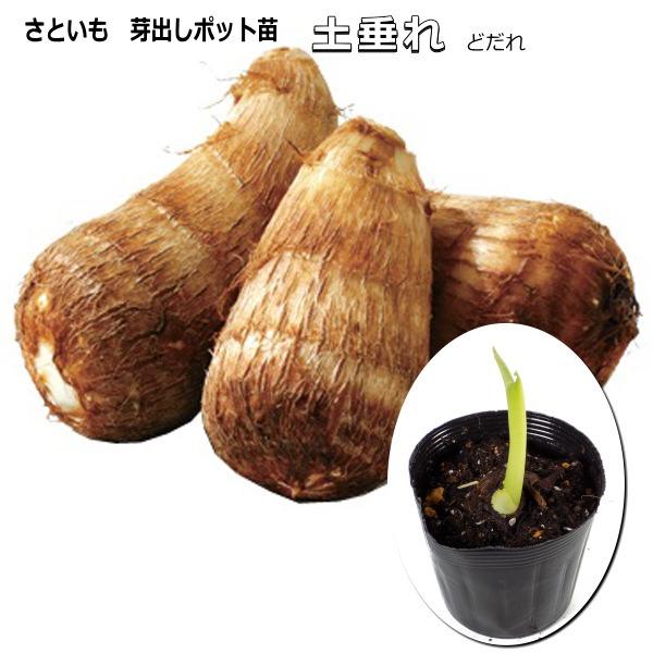粘りがあり　煮崩れしにくい！　子いも専用品種！　貯蔵性が非常によい！特有のぬめりがあり、肉質もねばりがあり煮くずれしにくいのが特徴です。晩生種で貯蔵性が高く、一年中出回っています。また収量性や栽培しやすいこともあり家庭菜園でも人気があります...