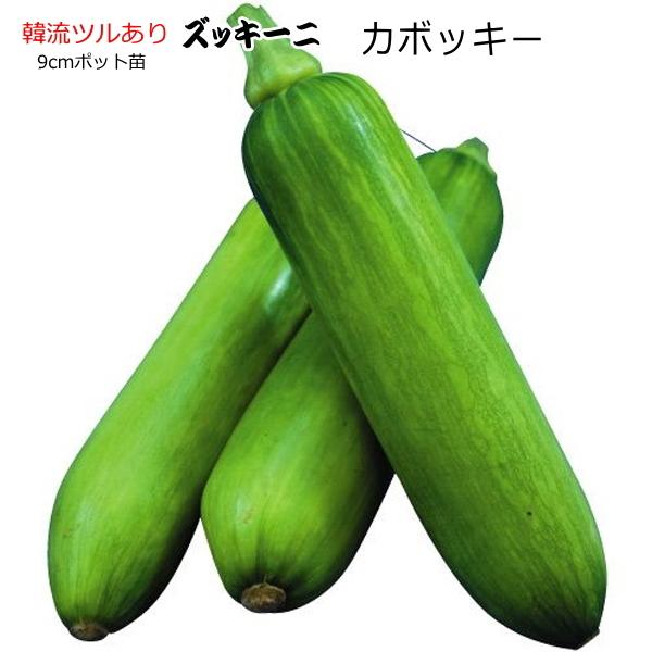 ズッキーニ 【 カボッキー 】 9cmポット苗　ツル性のズッキーニタイプのカボチャ！　 ウイルス病に強く、根が強いので長く収穫を楽しめます。普通のカボチャと同様に地這栽培する他、葉が比較的小さいのでキュウリのようにネット誘引して立体栽培する...
