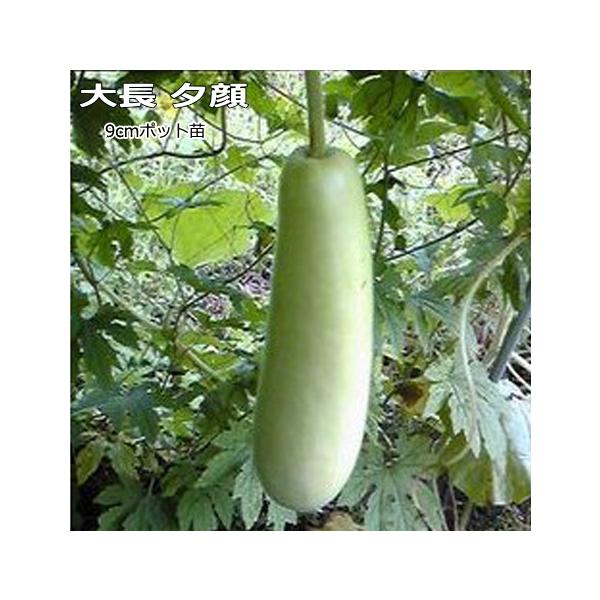【 大長夕顔 ゆうがお 】 ポット苗　暑さに強く作りやすい！ 7月から8月にとれる夏野菜の代表格！直型15cm、長さ70cm 前後にもなります。外皮は美しい薄緑色で、果肉は純白。柔らかな肉質でスープの具材として好評です。ワタの部分も味噌汁や...