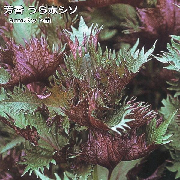 赤シソ 【 芳香うら赤しそ 】 ポット苗　芳香強い厚肉のリバーシブルしそ♪葉は表が、緑色で、裏が赤紫色で、縮みが多く光沢もあり柔らかい。色素が多く梅干し、紅しょうが用等に広く栽培されています。独特の香気があり、紫蘇巻その他に幅広く利用される...